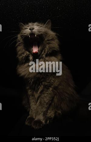 Vertical image of longhair gray domestic cat sitting looking sweet ...