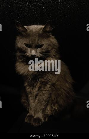 Vertical image of longhair gray domestic cat sitting looking sweet ...