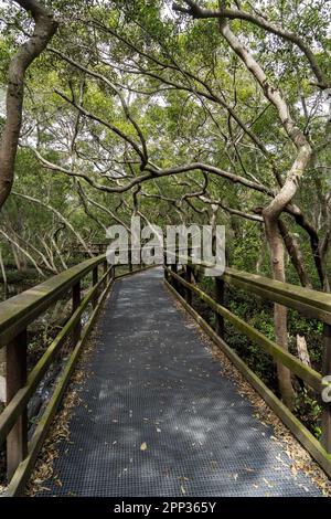 Boardwalk through the mangrove wetlands at Wynnum Brisbane, Queensland ...