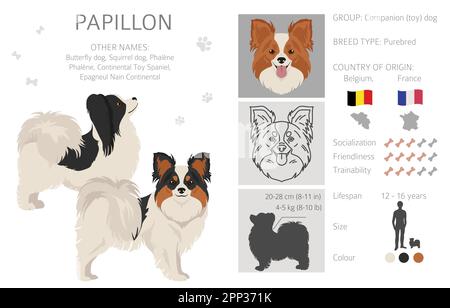 Papillon clipart. Different poses, coat colors set. Vector illustration ...