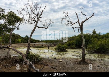 Desolate landscape featuring dried mud, stagnant water and dead trees ...