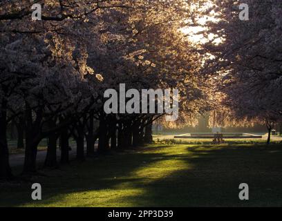 Cherry trees bloom in Philadelphia's Fairmount Park horticultural ...