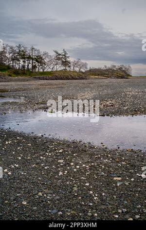 Shells and rocks lie exposed in a saltwater lagoon during low tide in ...