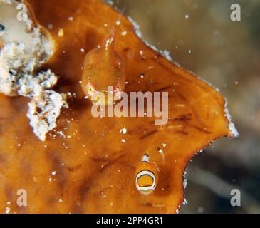 Baby lumpfish with white lines are pictured in Iwami Town, Tottori ...