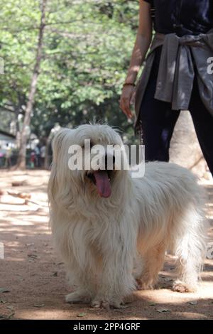 Pyrenean Shepherd different breeds dog long white fur Stock Photo - Alamy