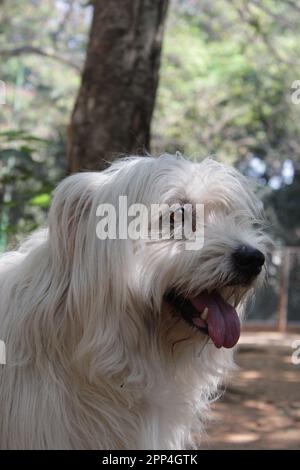 Pyrenean Shepherd different breeds dog long white fur Stock Photo - Alamy