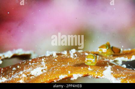 Baby lumpfish with white lines are pictured in Iwami Town, Tottori ...