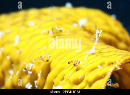 Baby lumpfish with white lines are pictured in Iwami Town, Tottori ...