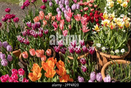 Potted Garden Spring Easter Tulips, terracotta pots, a riot of colour ...