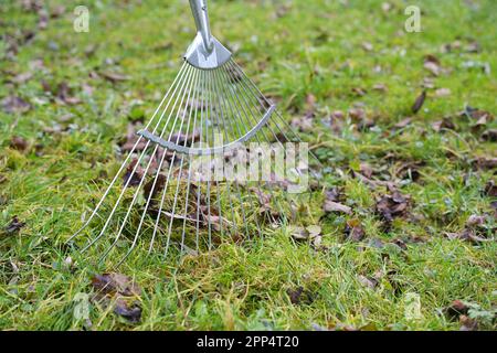 Wire leaf rake removing old brown leaves from the grass in the meadow ...