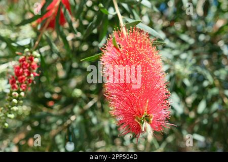 Beautiful Crimson Bottlebrush blossoms on a tree. Lemon bottlebrush ...