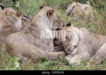 Lionesses (Panthera leo), Inyati Game Reserve, Kruger National Park ...