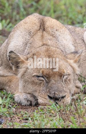 Lioness (Panthera leo), Inyati Game Reserve, Kruger National Park ...