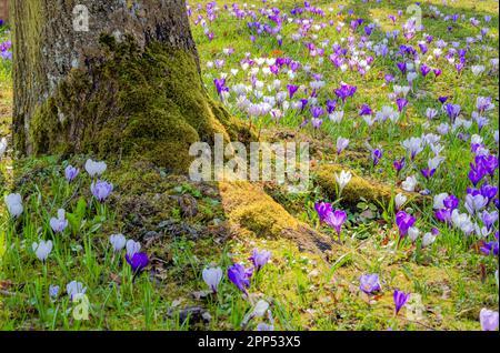 Purple and white crocus flowers around a tree trunk Stock Photo - Alamy