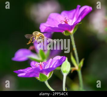 Flying bee at purple geranium flowers Stock Photo - Alamy