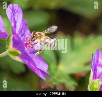Flying bee at purple geranium flowers Stock Photo - Alamy