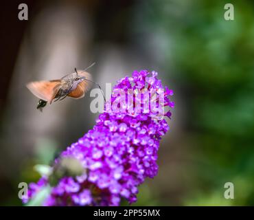 Hummingbird hawk-moth flying to a budleia flower Stock Photo - Alamy