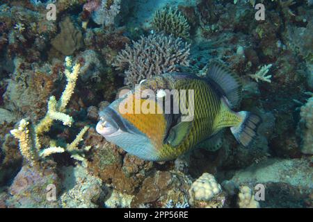 Titan triggerfish (Balistoides Viridescens) . Dive site House Reef ...