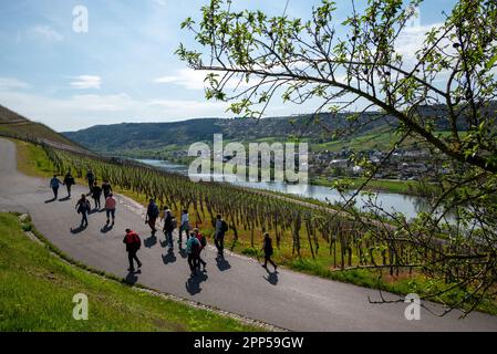 Erden, Germany. 22nd Apr, 2023. The excursion boat "Moselkönigin ...