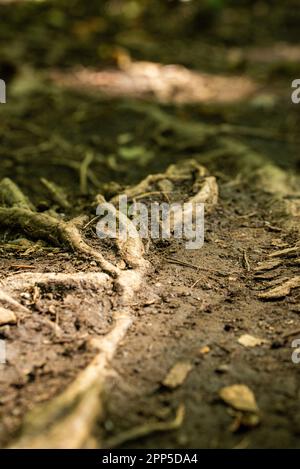 This awe-inspiring photograph captures the majesty of a towering tree ...