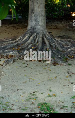 This awe-inspiring photograph captures the majesty of a towering tree ...