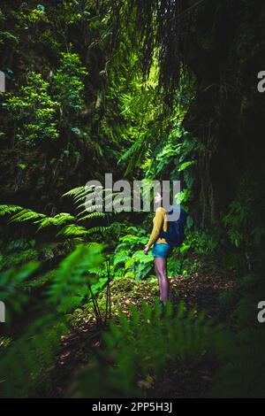 Green leaf of fern tropical rainforest foliage plant isolated on a ...