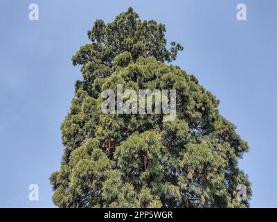 Sequoia gigantea tree in the village of Ardusat in Maramures county ...