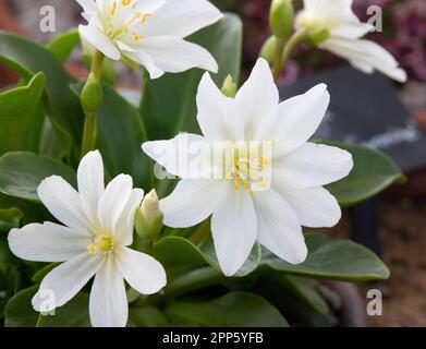 Lewisia tweedyi alba Stock Photo - Alamy