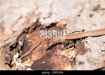 Dekays Brown snake in Canada Stock Photo - Alamy