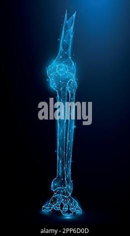 Polygonal vector illustration of leg bones on a dark blue background ...
