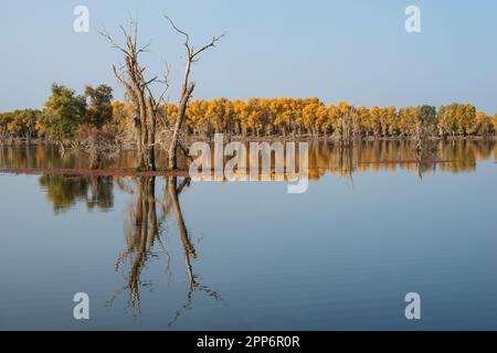 Golden Populus euphratica forest by the river Stock Photo - Alamy