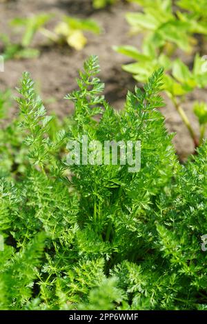 Caraway, carum carvi, Seeds in Bowl Stock Photo - Alamy