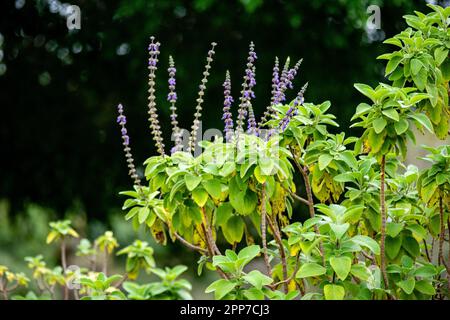 Boldo: Green plant named Boldo da Terra in Brazil. Plant used to make ...