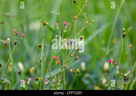 Creeping plant known as "picão preto" and "carrapicho" (Bidens pilosa ...