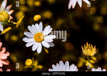 images of wild daisies in the garden with blurred background nature and ...
