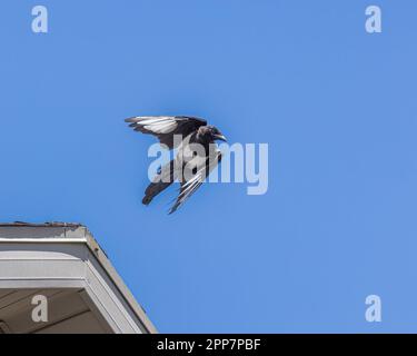 Magpie flying from a roof top Stock Photo - Alamy