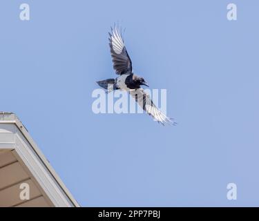 Magpie flying from a roof top Stock Photo - Alamy