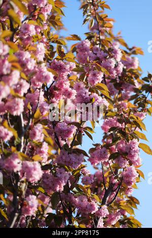 Pink Cherry Blossom Trees at the Danube Island in Vienna Stock Photo ...