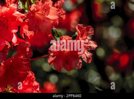 brilliant Azaleas in full bloom Stock Photo - Alamy