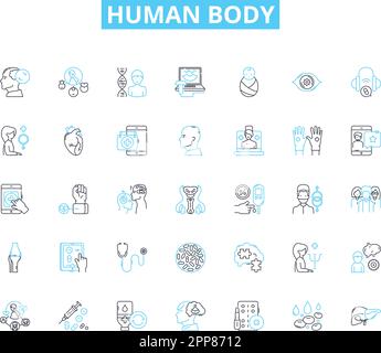Physiology linear icons set. Homeostasis, Metabolism, Horms ...