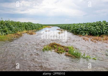 Flooding rain water flowing through farm field waterway. Farming ...