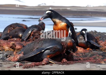 Dying penguins whose wings are smeared in fuel oil on the seashore ...