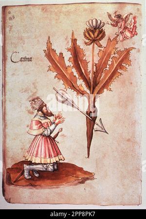 Plants of Medicinal Value to Particular Human Body Parts Stock Photo ...