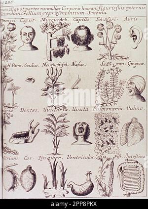 Plants of Medicinal Value to Particular Human Body Parts Stock Photo ...