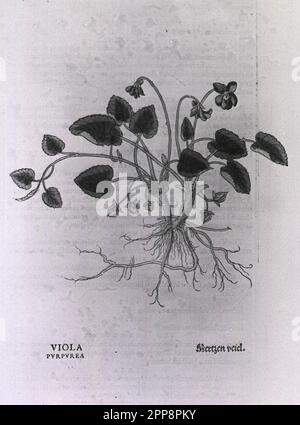 Plants of Medicinal Value to Particular Human Body Parts Stock Photo ...