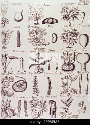 Plants of Medicinal Value to Particular Human Body Parts Stock Photo ...
