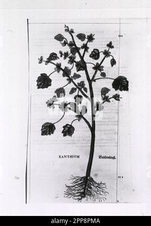 Plants of Medicinal Value to Particular Human Body Parts Stock Photo ...