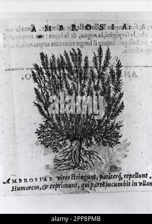 Plants of Medicinal Value to Particular Human Body Parts Stock Photo ...