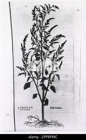 Plants of Medicinal Value to Particular Human Body Parts Stock Photo ...