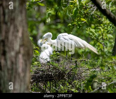 Egrets nesting in a Tree at a rookery Stock Photo - Alamy